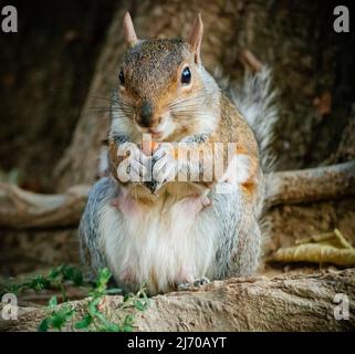 Squirrels in the Valentino Park Stock Photo - Alamy