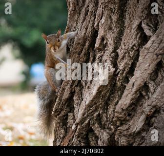 Squirrels in the Valentino Park Stock Photo - Alamy