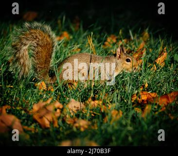 Squirrels in the Valentino Park Stock Photo - Alamy