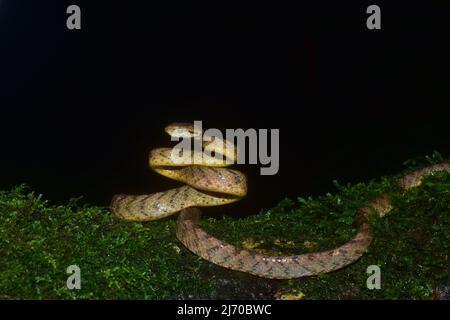 Cat snake, Amboli, Sindhudurg, Maharashtra, India Stock Photo - Alamy