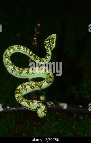 Malabar Pit Viper, Amboli, Sindhudurg, Maharashtra, India Stock Photo ...