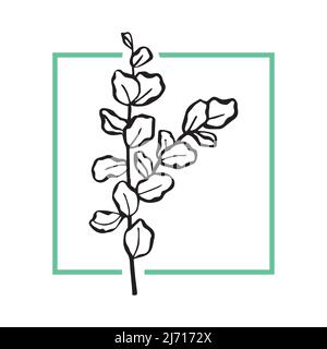 Vector Eucalyptus leaves branch. Black and white engraved ink art ...