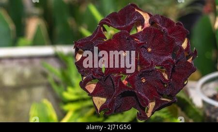 Clump of cactus flowers. Beautiful red flower of cactus plant Stock ...