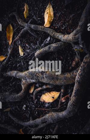 Gnarled roots of tree at night Stock Photo - Alamy