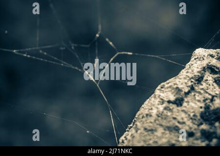 Beautiful spider web between rocks stones Muyil Mayan ruins Mexico ...