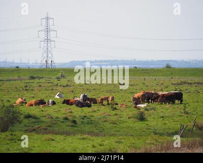 Iwade, Kent, UK. 5th May, 2022. UK Weather: warm weather and very light ...