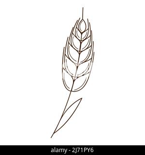 Wheat spikelet hand drawn vector illustration. Thanksgiving day, autumn ...