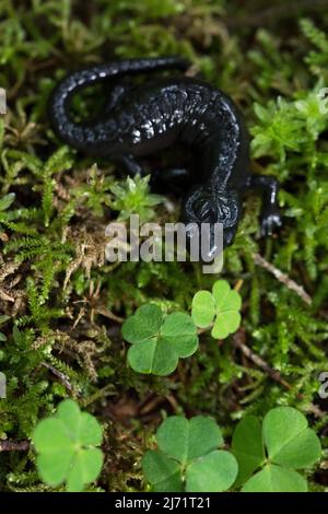 Alpine salamander (Salamandra atra), standing on moss, Hohenschwangau ...
