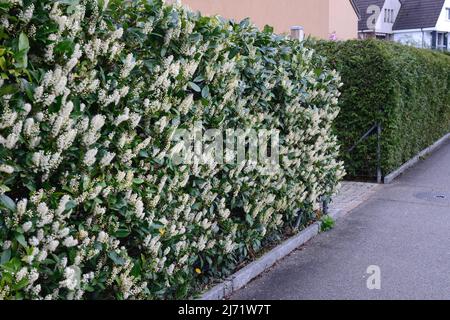 Bluehende Kirschlorbeer-Hecke, Lorbeerkirsche Stock Photo - Alamy