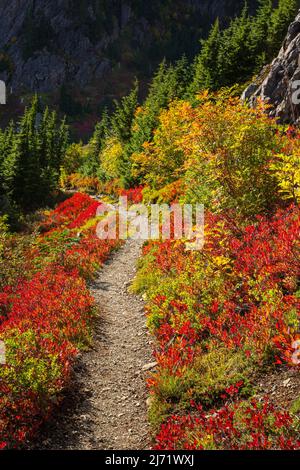 Huckleberry bushes with fall colors at the meadows at Paradise in Mt ...