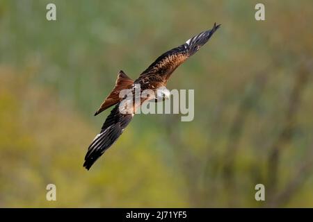 Rotmilan (Milvus milvus) im Flug, wildlife, Deutschland Stock Photo - Alamy