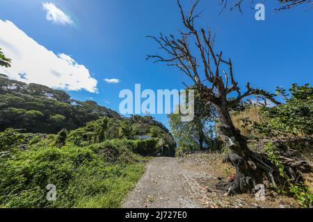 Road to Nord-Plage beach - Macouba, Martinique, French Antille Stock ...
