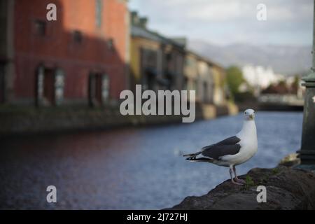 sapporo otaru japan bird Stock Photo - Alamy