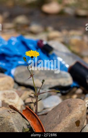 Garbage with growing flower. Environmental conservation concept Stock ...