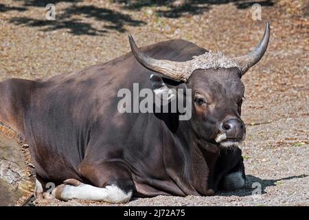Banteng (Bos javanicus), a Southeast Asian domesticated cattle variety ...