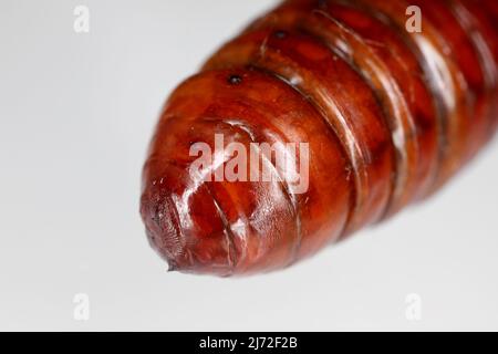 Pupa of pine processionary (Thaumetopoea pityocampa) is a moth of the ...