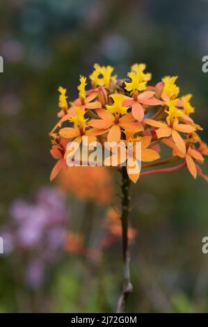 A yellow orchid blooming in the garden Stock Photo - Alamy