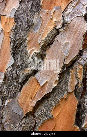 Relief brown scaly conifer bark background. Spruce barks detail ...