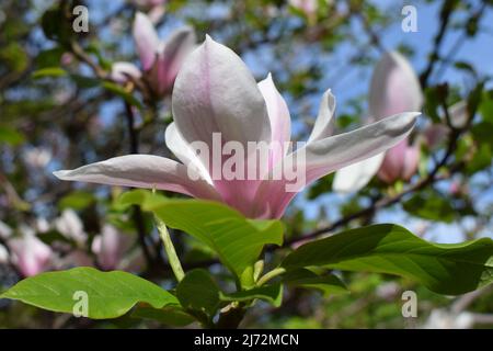 Bloomy magnolia tree with big pink flowers. Close-up view of purple ...