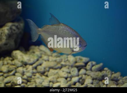 Cachama Or Tambaqui Fish Profile Isolated On Black Studio Aquarium Shot ...