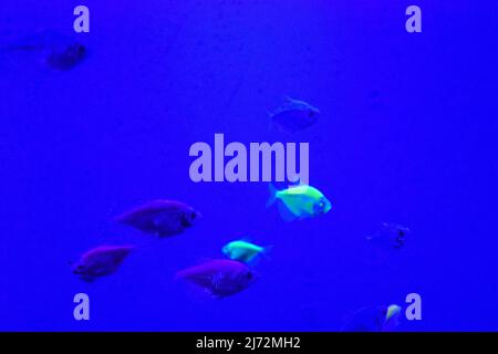Many small bright cortical fishes in pure blue water swim chaotic Stock ...