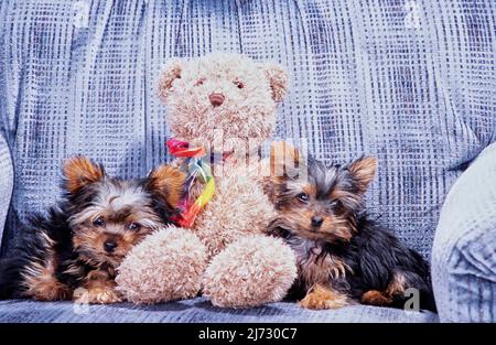 Yorkie puppies with stuffed animal Stock Photo - Alamy