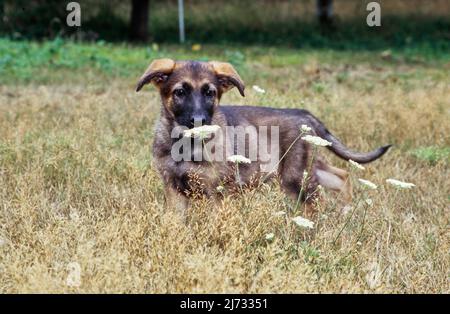 German shepherd puppy in field with flowers Stock Photo - Alamy