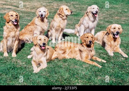 Group of Golden Retrievers in grass Stock Photo - Alamy