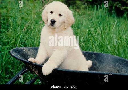 Golden Retriever puppy in wheel barrow Stock Photo - Alamy