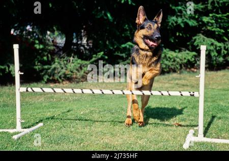German shepherd running and jumping over obstacle outdoors on grass ...