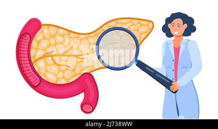 Pancreas with arteries are shown. Internal organ of digestive system on ...