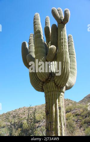 Various cacti on a hiking trail in the mountains of Winkleman, Arizona ...
