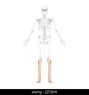 Ankle Bones of Human, Correct position ankle bones of human. Anatomy ...
