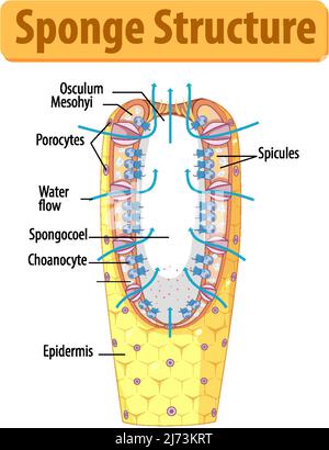 Diagram showing structure of sponge illustration Stock Vector Image ...