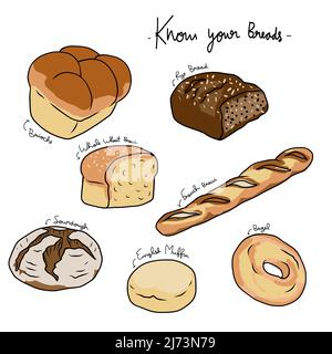 Know your breads chart vector illustration Stock Vector Image & Art - Alamy
