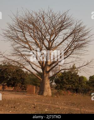 Baobab Tree (Adonsonia), Small African Village, Chikwawa District ...