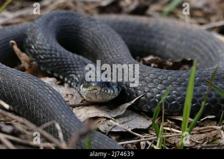 a large grass snake in its habitat Stock Photo - Alamy