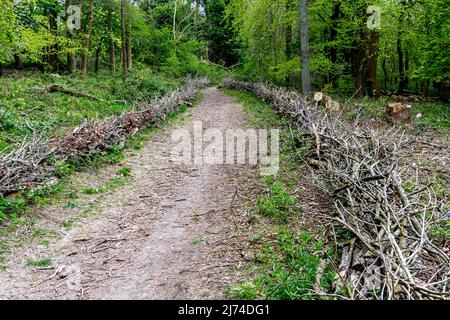 Natural dead hedge of cut branches lining path in woods Stock Photo - Alamy