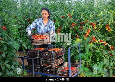 Latino woman farmer harvesting tomatoes in greenhouse Stock Photo - Alamy