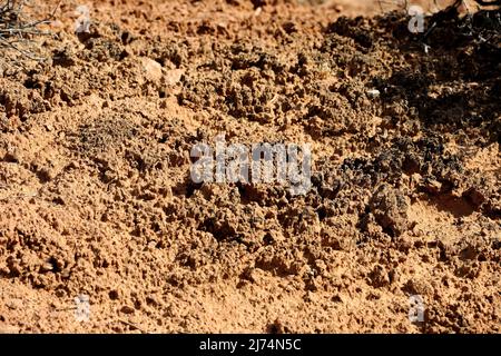 Living, cryptobiotic crust, composed of algae (cyanobacteria), lichens ...