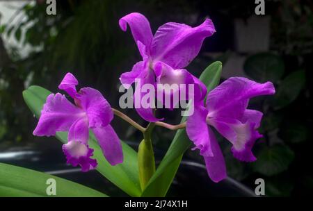 Cattleya labiata, also known as the crimson cattleya or ruby-lipped ...