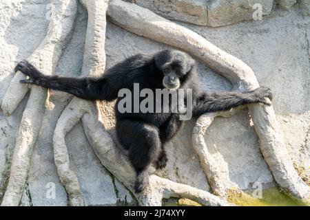 Siamang (Symphalangus syndactylus) with throat sac inflated, arboreal ...
