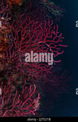 Purple Gorgonians (Paramuricea clavata) in Mediterranean Sea Stock ...