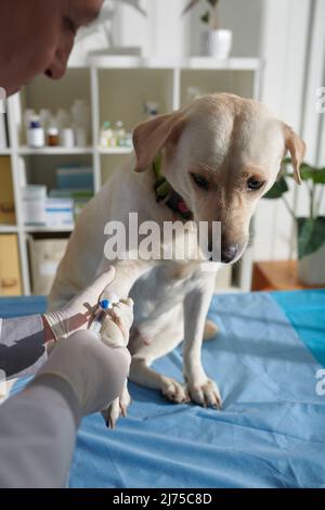 Veterinarian taking a blood sample from female Orangutan (Pongo ...
