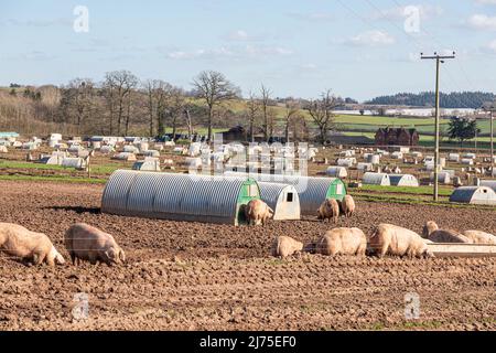 High density outdoor pig farming at Brooms Green on the Gloucestershire ...