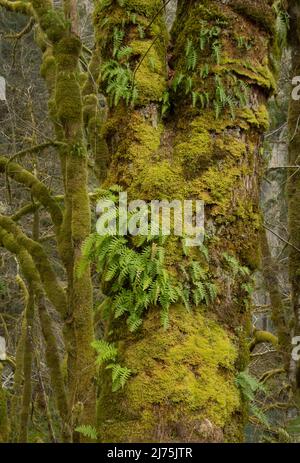Lush green ferns and mossy trees in a pacific coast rainforest Stock ...