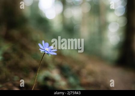 Beautiful dark background of green grass Stock Photo - Alamy