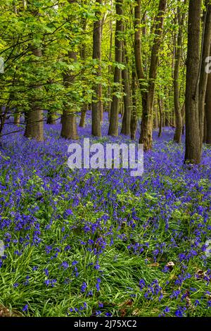Spring bluebells at Dumbleton Wood, Gloucestershire, England Stock ...