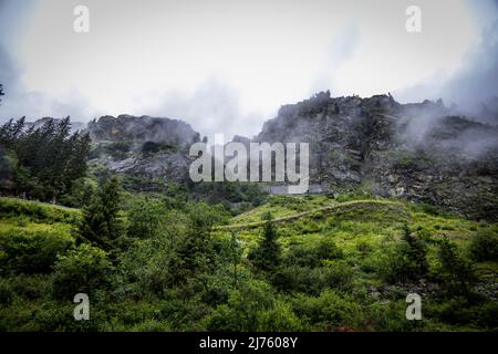 Deep clouds over the fir trees in the Austrian Alps - Vorarlberg region ...