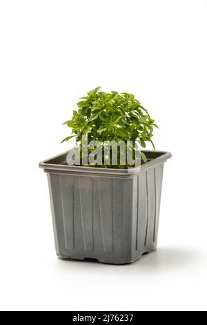 Fresh shoot basil in a pot isolated on white Stock Photo - Alamy